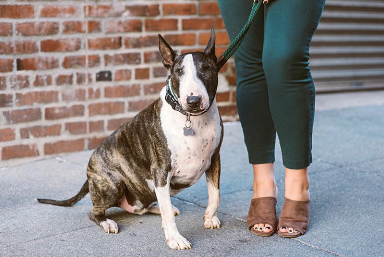 What Were Bull Terriers Bred For? Breed History, Facts & FAQ | Hepper ...