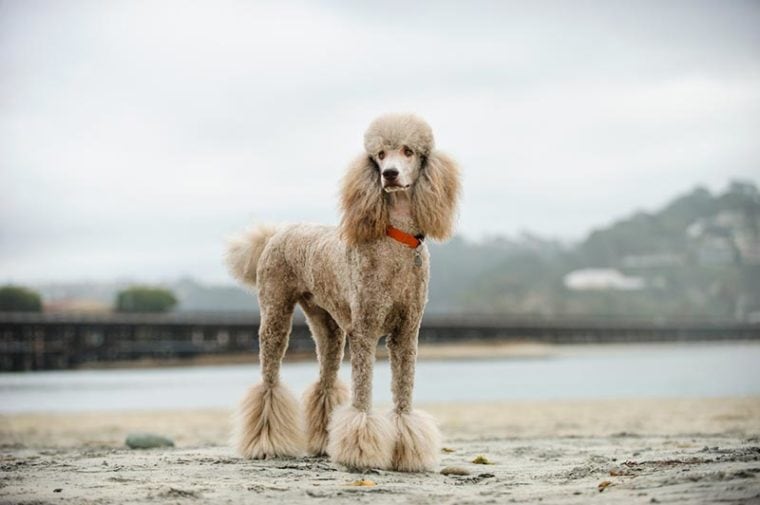 The 20 Best Therapy Dog Breeds (With Info & Pictures) | Hepper Pet ...
