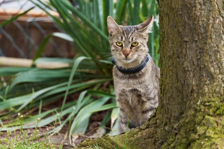 Can Cats Climb Down Trees? Feline Abilities & Facts | Hepper Pet Resources