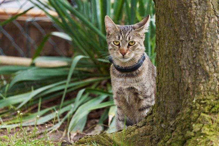 200+ Stray Cat Names: Ideas for Roaming Cats | Hepper Pet Resources