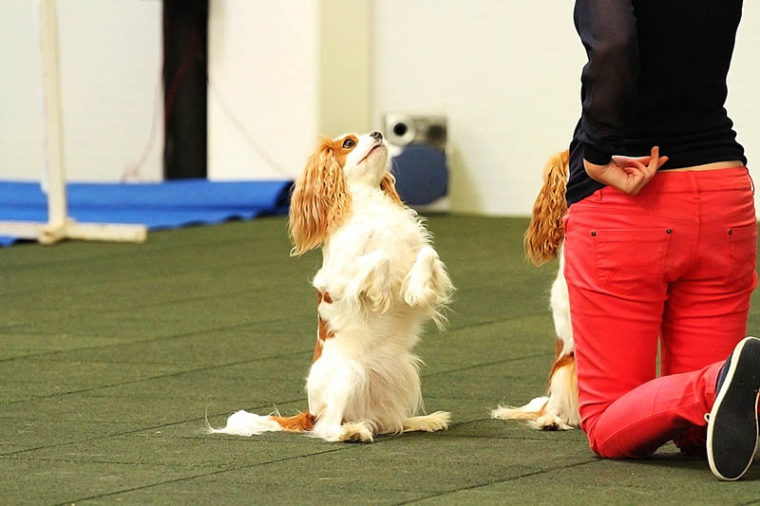 How to Get Started in Dog Shows: A Beginner's Guide | Hepper Pet Resources