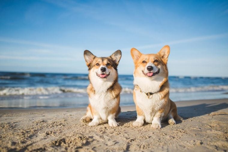 How Long Do Corgis Live? Average Lifespan, Data & Care | Hepper Pet ...