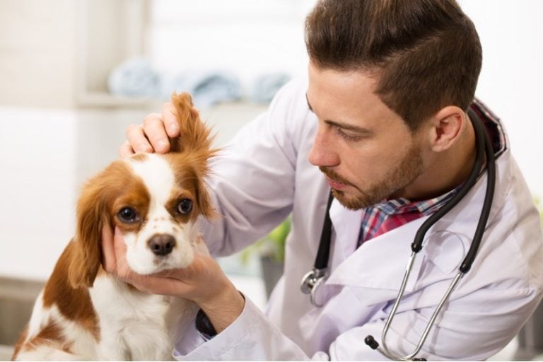 10 Common Cavalier King Charles Spaniel Health Issues to Look For ...