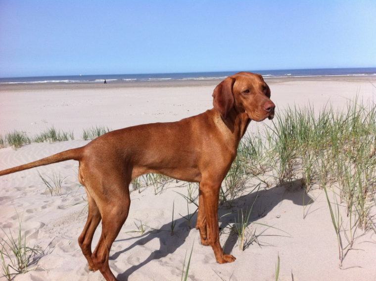 10 Gorgeous Dog-Friendly Beaches in Hawaii (2026 Update) | Hepper Pet ...