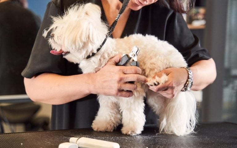 How to Trim Puppy Nails: 10 Vet-Approved Steps | Hepper Pet Resources
