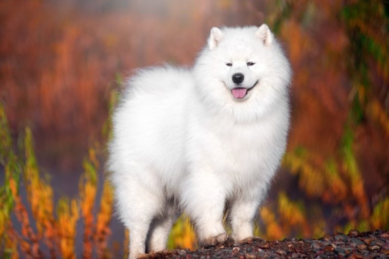 5 Samoyed Colors (With Pictures) | Hepper Pet Resources