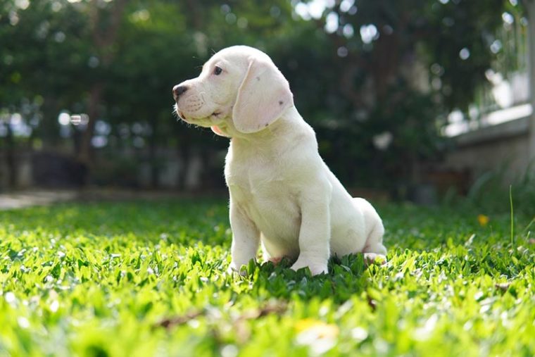 What Kind of Dog is Snoopy? A World-Famous Beagle | Hepper Pet Resources