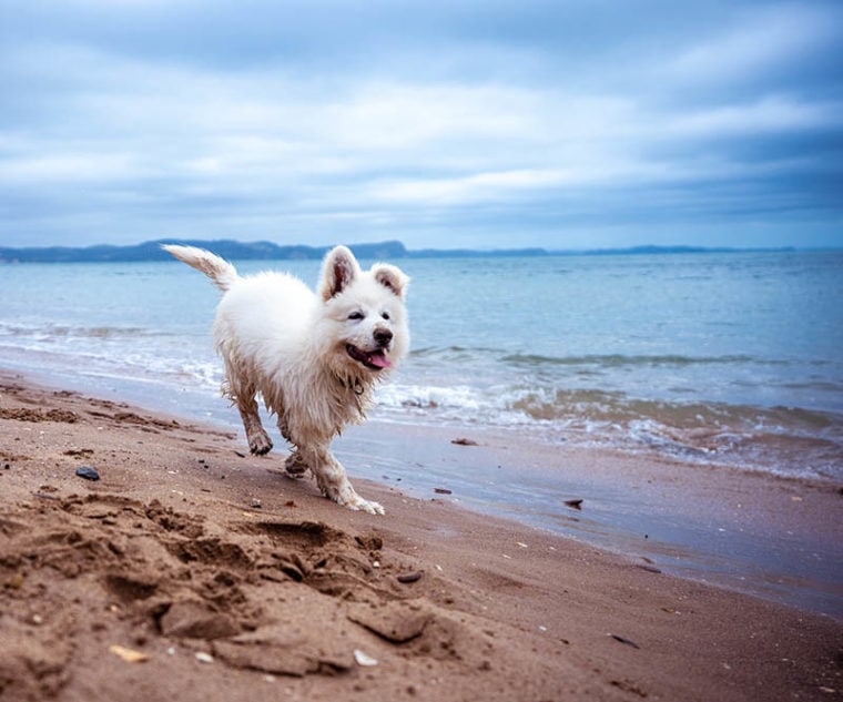 3 Dog-Friendly Beaches in Bradenton, FL 2026: Off-Leash & On-Leash ...