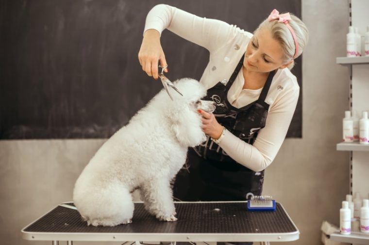 What Is the Cost of Dog Grooming in the UK? (Updated in 2026) | Hepper ...