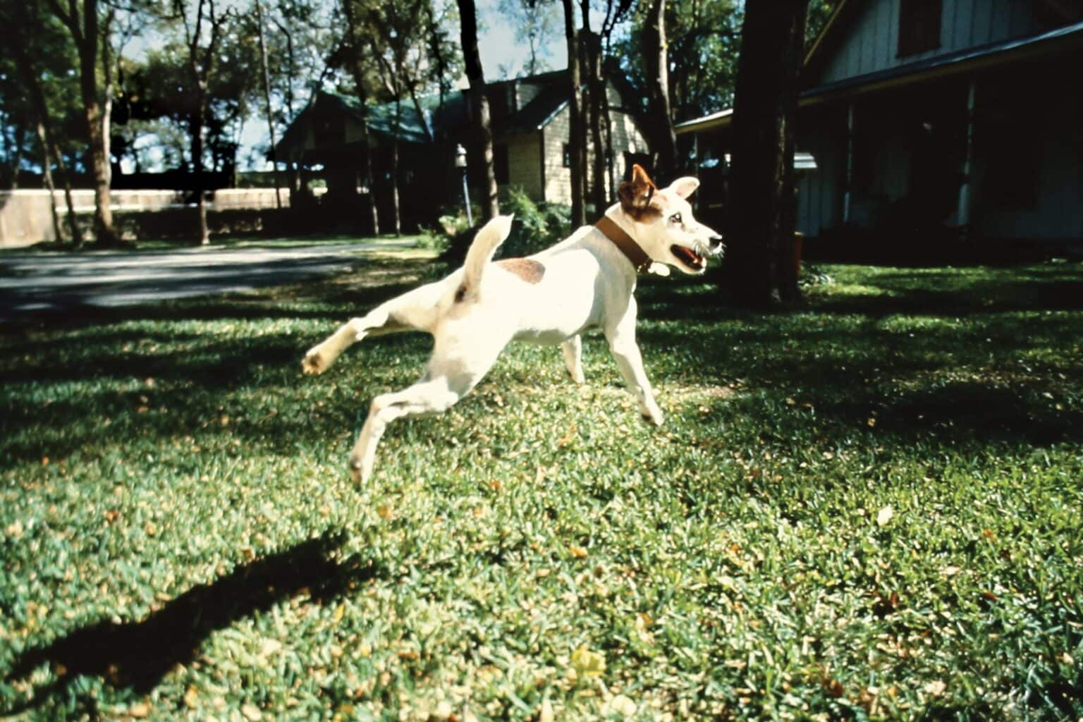 What Kind of Dog Is Wishbone? Famous Pets Presented | Hepper Pet Resources