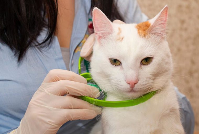 How Tight Should My Cat's Collar Be? Vet-Reviewed Facts & Tips | Hepper ...