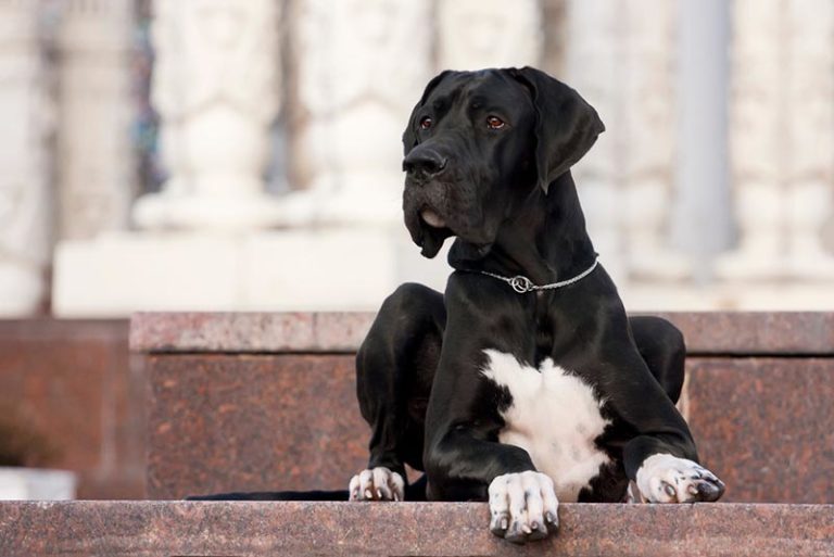 When to Spay or Neuter a Great Dane: Dangers of Early Surgery Explained ...