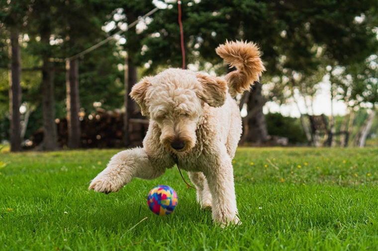 Why Does My Dog Love Balls? Vet-Verified Reasons, Training Tips, & FAQ ...