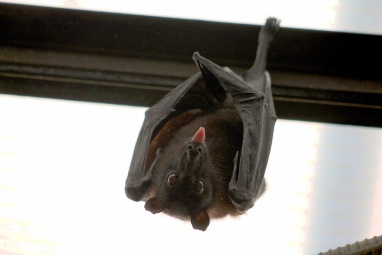 My Cat Killed a Bat! 5 Vet-Approved Tips on What to Do Next | Hepper ...