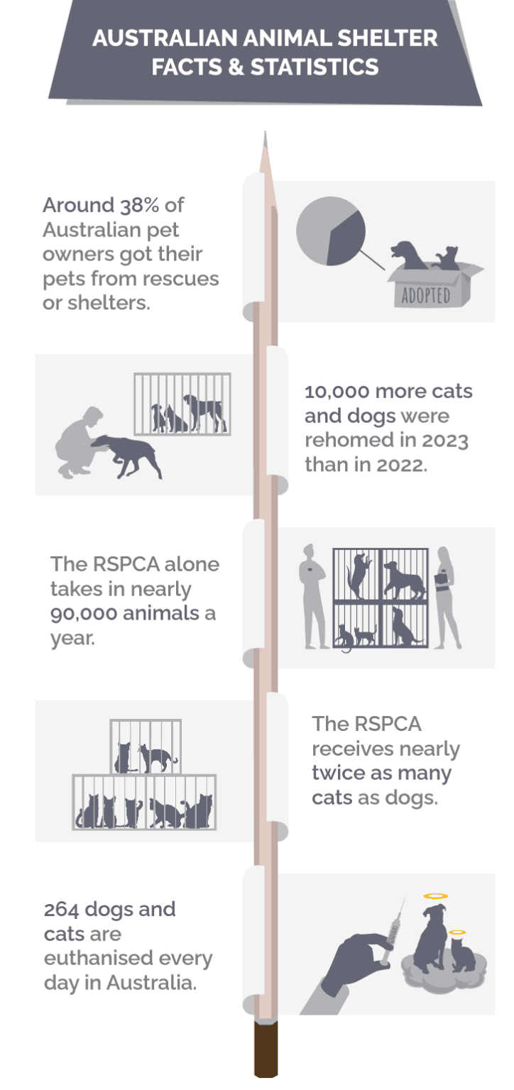 11 Shocking Australian Animal Shelter Statistics & Facts: Updated in ...