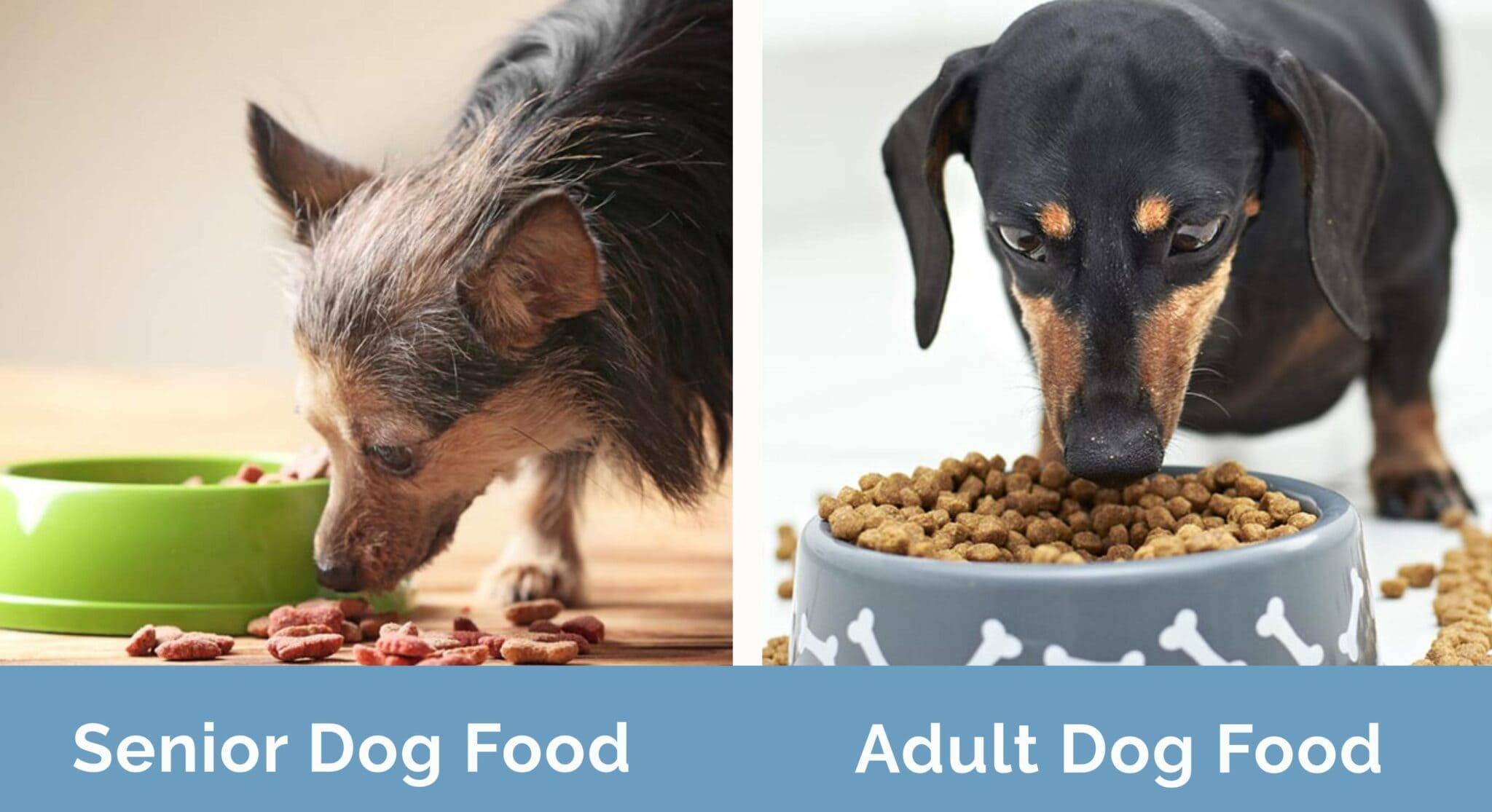 Senior vs Adult Dog Food: Vet Reviewed Differences | Hepper Pet Resources