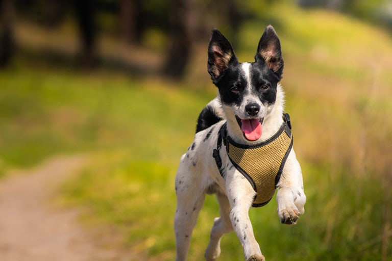 13 Hardest Dog Breeds to Train: Vet Reviewed Info, Pictures & Behaviors ...