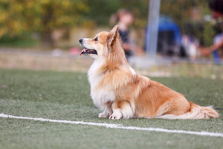 Long-Haired Fluffy Corgi: Facts, Origin & History (With Pictures ...