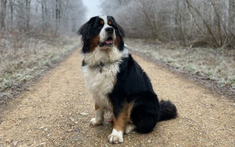 15 Incredible Bernese Mountain Dog Facts | Hepper Pet Resources