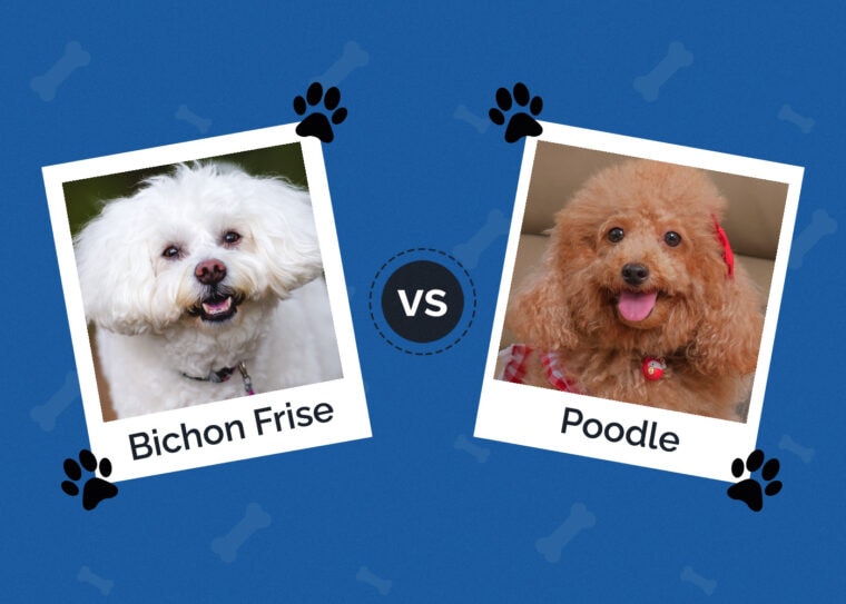 Bichon Frise vs. Poodle: The Key Differences (With Pictures) | Hepper ...