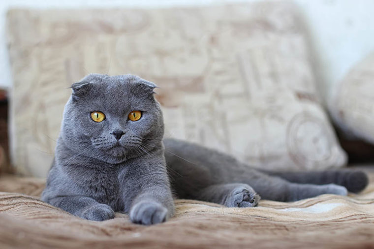 Long-Haired Scottish Fold: Info, Pictures, Origin & History | Hepper ...