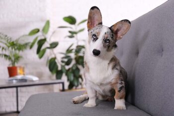 American Corgi: Info, Pictures, Origin & History | Hepper Pet Resources