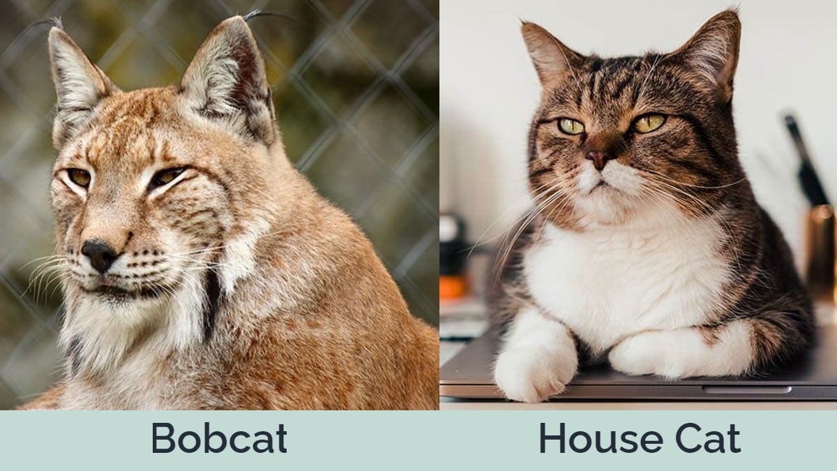 Bobcat vs House Cat: Key Differences (With Info & Pictures) | Hepper ...