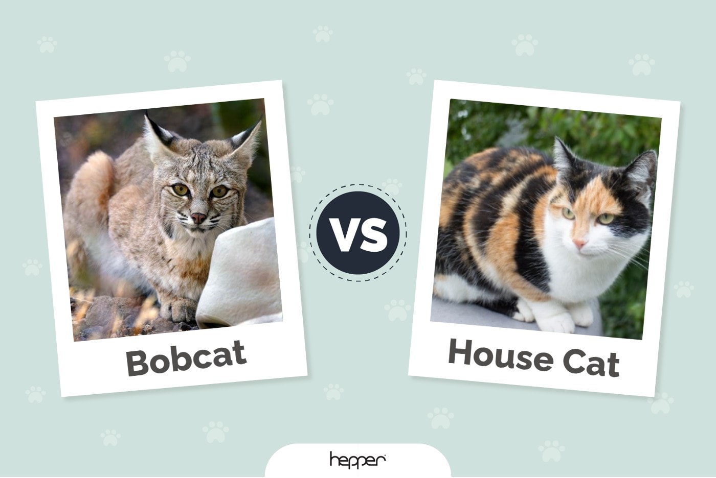 Bobcat vs House Cat: Key Differences (With Info & Pictures) | Hepper Pet Resources