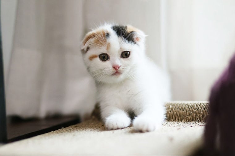 320+ Cat Names That Start With K for Your Kitty | Hepper Pet Resources