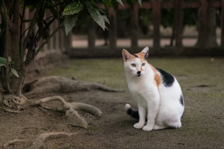 Where Are Cats Seen in Japanese Culture? History & Popular Breeds ...