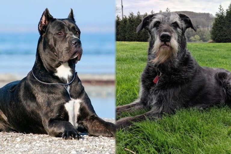 Cane Corso Giant Schnauzer Mix: Info, Pictures, Traits, & Facts ...