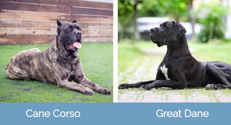 Cane Corso Vs Great Dane: How Do They Compare? | Hepper Pet Resources