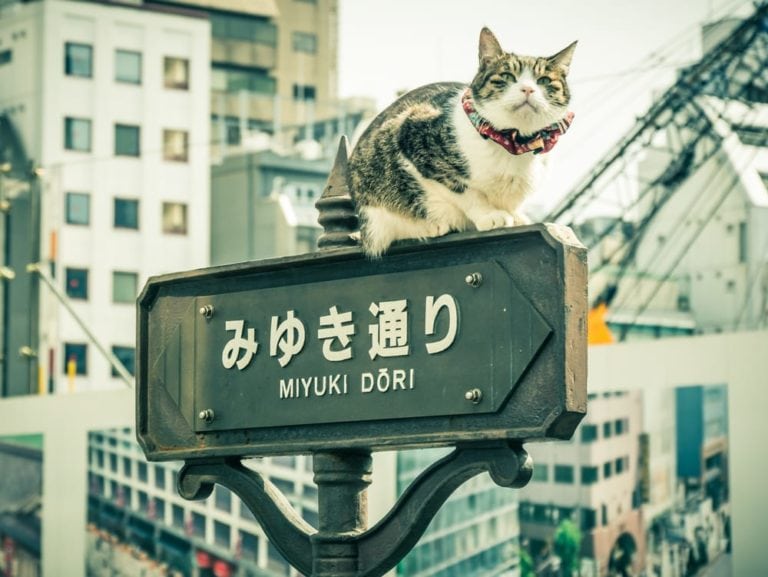 Japanese Waving Lucky Cat: The History Behind Maneki-Neko | Hepper Pet ...