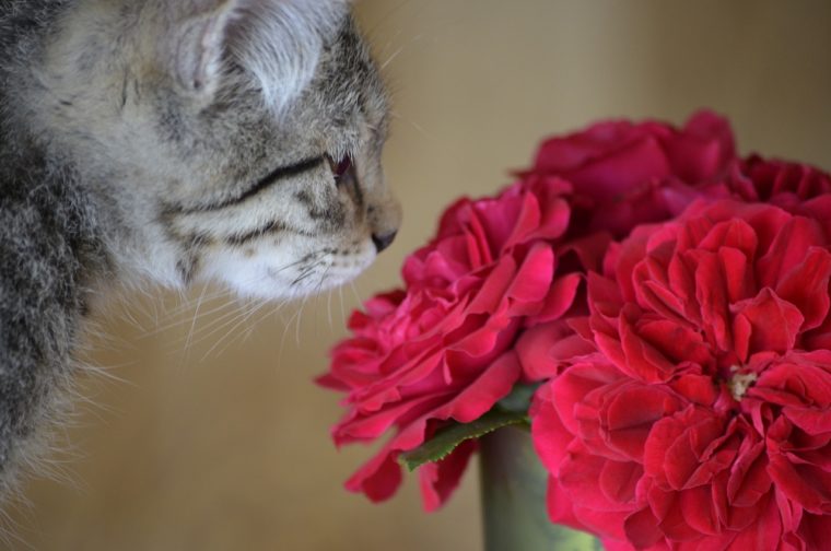 Why Are Cats Attracted to Roses? 8 Surprising Reasons | Hepper Pet ...