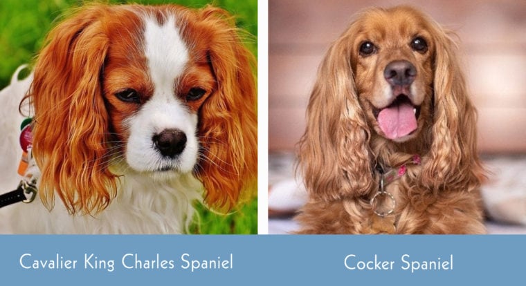 Cavalier King Charles Spaniel vs Cocker Spaniel: The Key Differences ...
