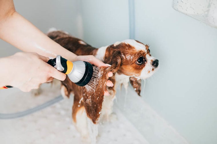 What Is the Cost of Dog Grooming in the UK? (Updated in 2026) | Hepper ...