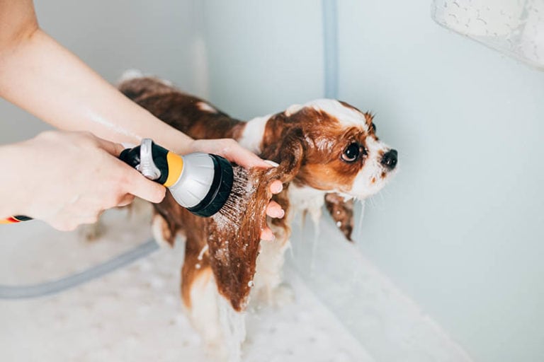 What Is the Cost of Dog Grooming in the UK? (Updated in 2026) | Hepper ...