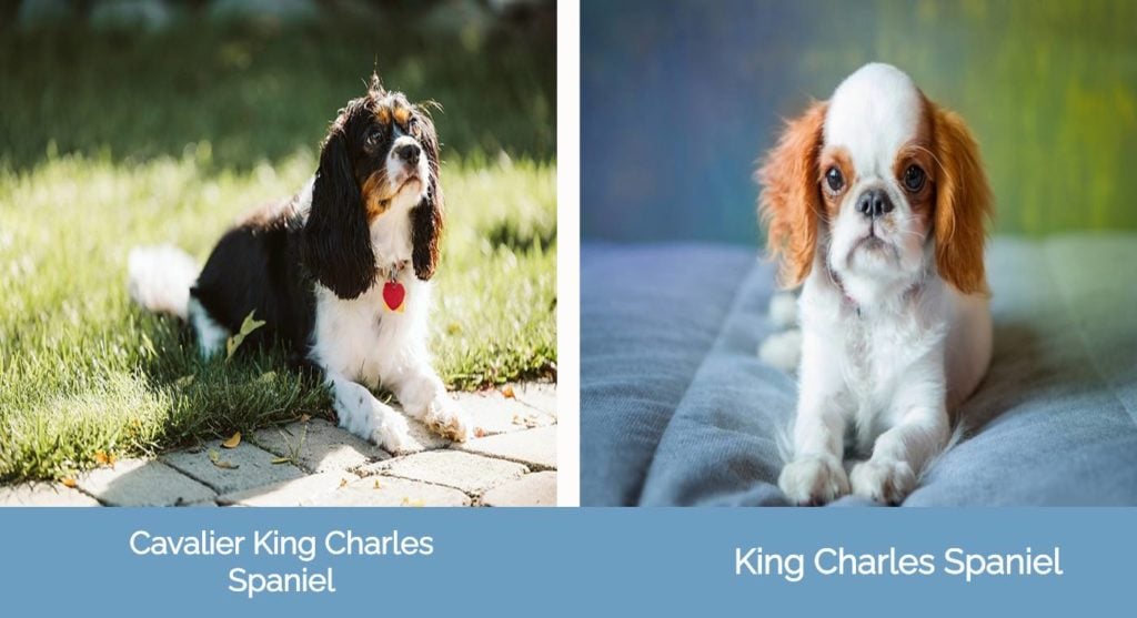 Cavalier King Charles Spaniel vs King Charles Spaniel: How Are They Different? | Hepper Pet ...