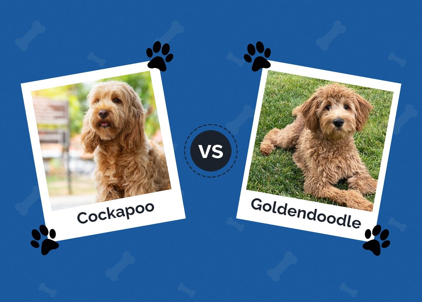 Cockapoo vs Goldendoodle: The Differences (With Pictures) | Hepper Pet ...