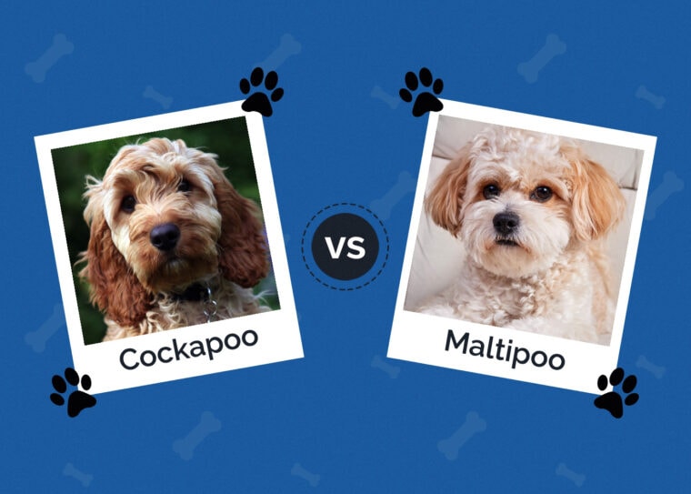 Cockapoo vs Maltipoo: How Are They Different? | Hepper Pet Resources