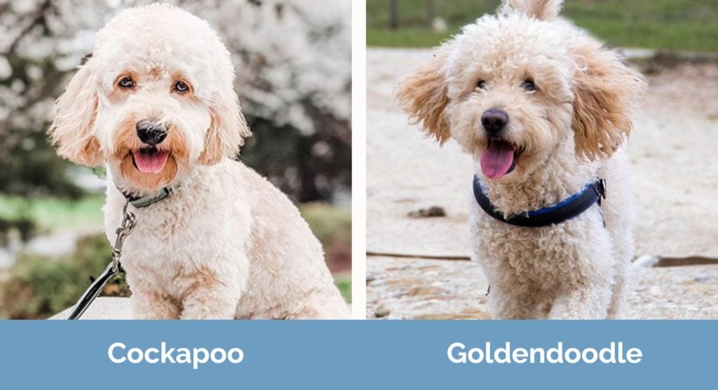 Cockapoo vs Goldendoodle: The Differences (With Pictures) | Hepper Pet ...