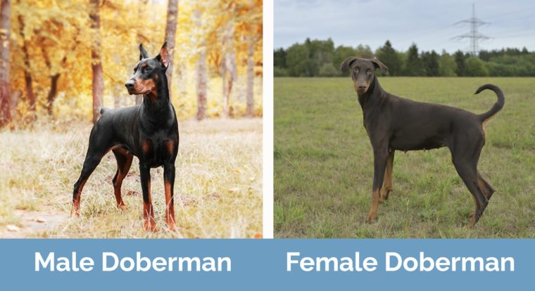 Doberman Male vs Female: Key Differences (With Pictures) | Hepper Pet ...
