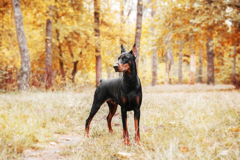 15 Black Dog Breeds: Info, Pictures, Facts & History | Hepper Pet Resources