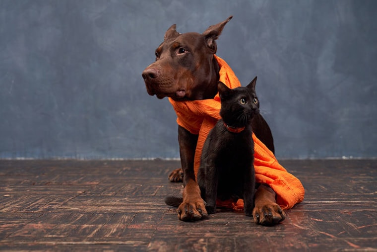 Are Dobermans Good With Cats? Facts & Introduction Tips | Hepper Pet ...