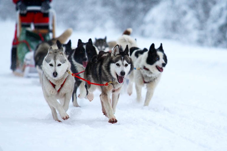 How to Train a Sled Dog: 10 Useful Tips & Tricks | Hepper Pet Resources