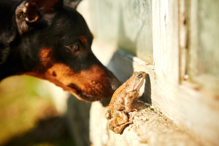 My Dog Licked a Toad! What to Do Next (Vet Reviewed) | Hepper Pet Resources