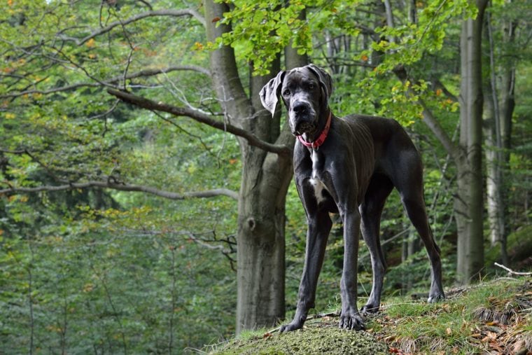 What Kind of Dog Is Marmaduke? Famous Dogs Presented | Hepper Pet Resources