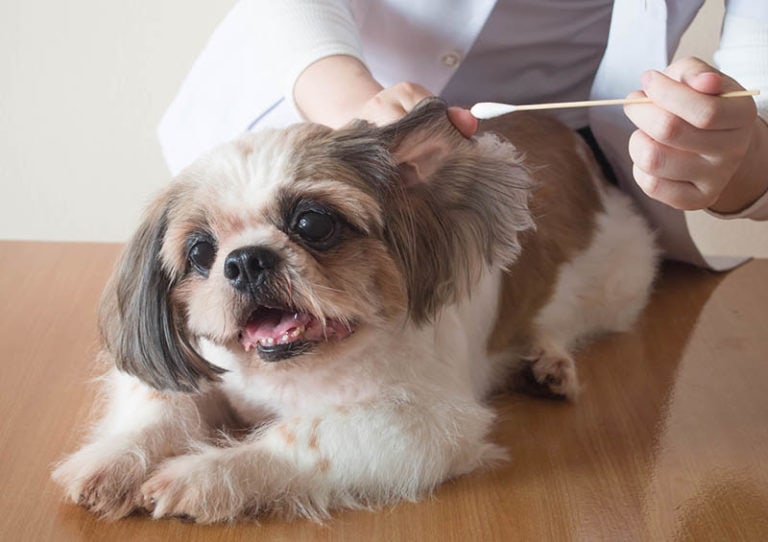 How to Clean Shih Tzu Ears: 14 Vet-Approved Tips | Hepper Pet Resources