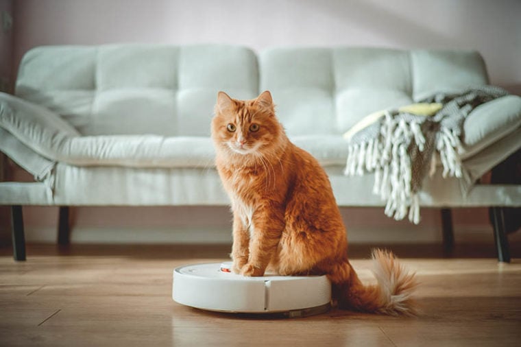 Why Your Cat Sits on Things You're Using: 7 Common Reasons | Hepper Pet ...