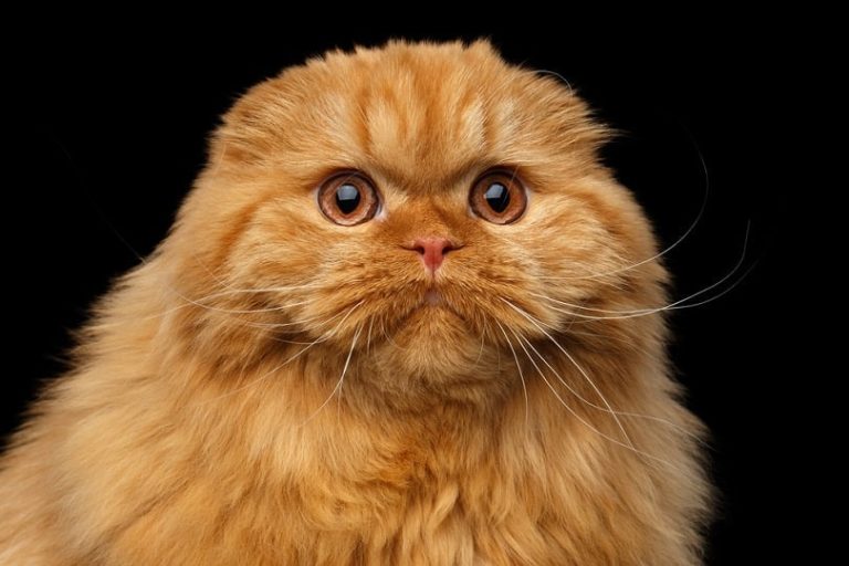 Scottish Fold Colors - 20 Common and Rare Varieties (With Pictures ...
